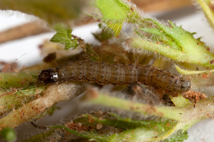 High numbers of web-spinning moth larvae are feeding on broadleaf ...