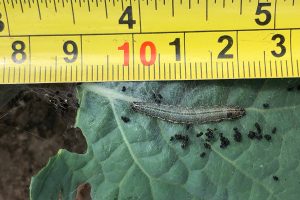High numbers of web-spinning moth larvae are feeding on broadleaf ...