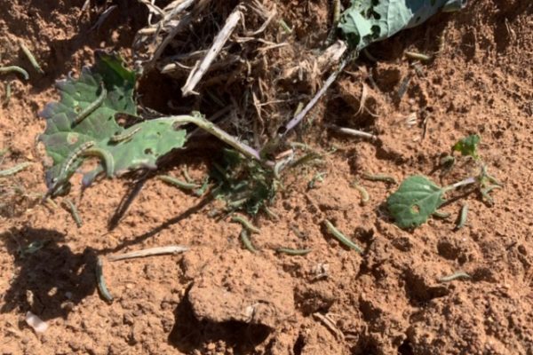 High numbers of web-spinning moth larvae are feeding on broadleaf ...