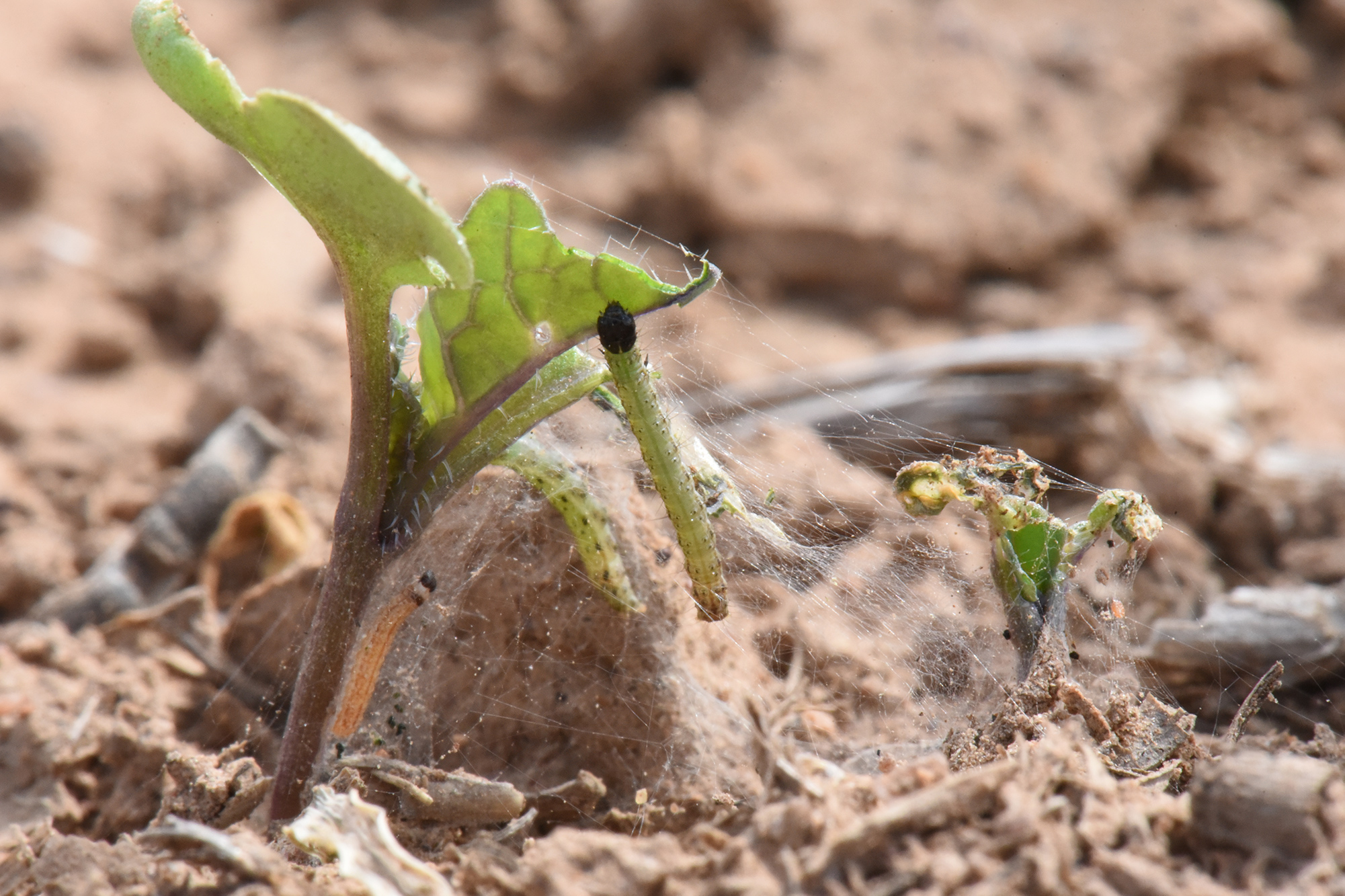 PestFacts articles – Page 5 – Cesar Australia