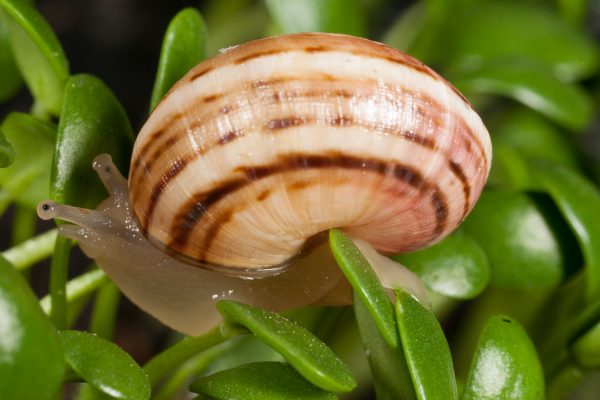 White Italian snail – Cesar Australia