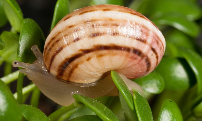 White Italian snail – Cesar Australia