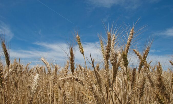 IPM Checklist: a step-by-step guide for a sustainable grains industry ...