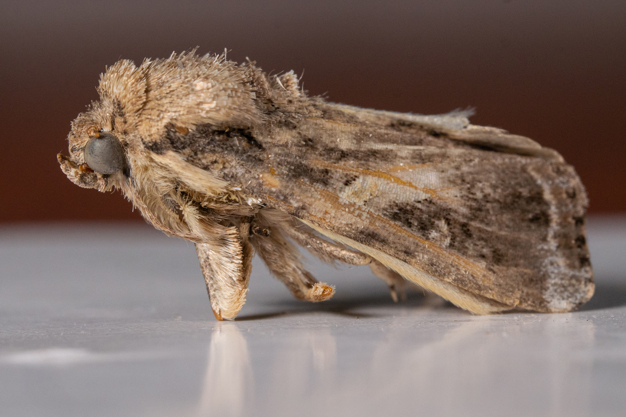 Fall armyworm detected in Victoria: advice for monitoring and reporting ...