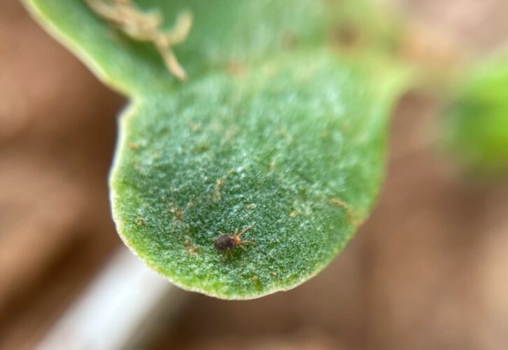 Cryptic Bryobia mite species respond differently to insecticides ...