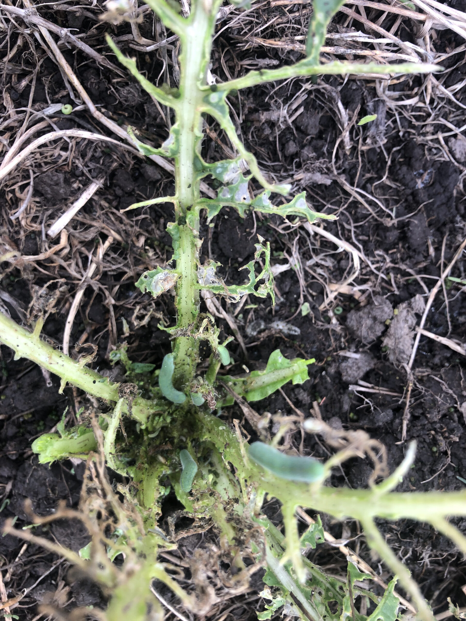 Andrew-Allsop-Notman-Pasture-seeds-–-Purnim-cabbage-white-butterfly ...