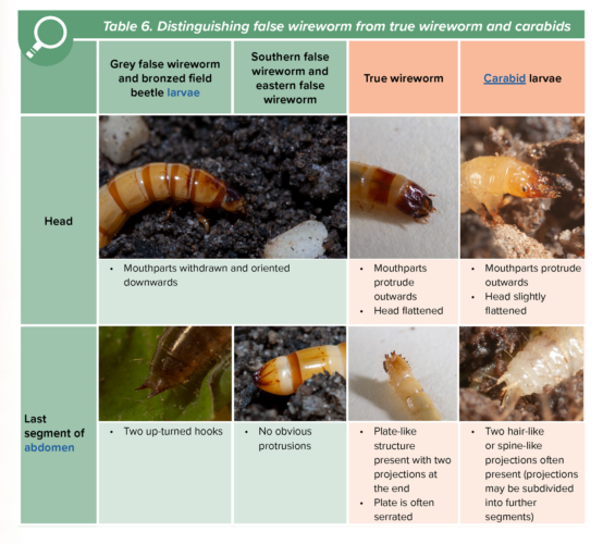 false wireworm true wireworm carabid – Cesar Australia