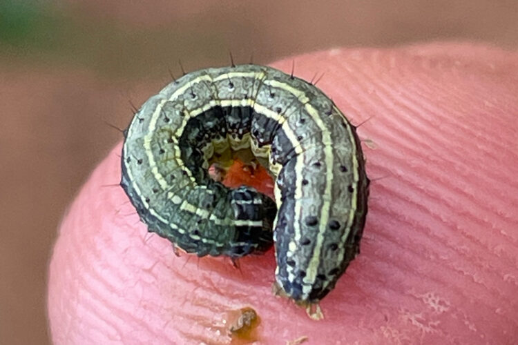 Fall armyworm (and other moth larvae) in Victorian maize – Cesar Australia