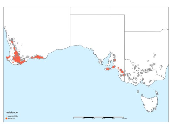 Insecticide resistance in the redlegged earth mite is on the rise ...