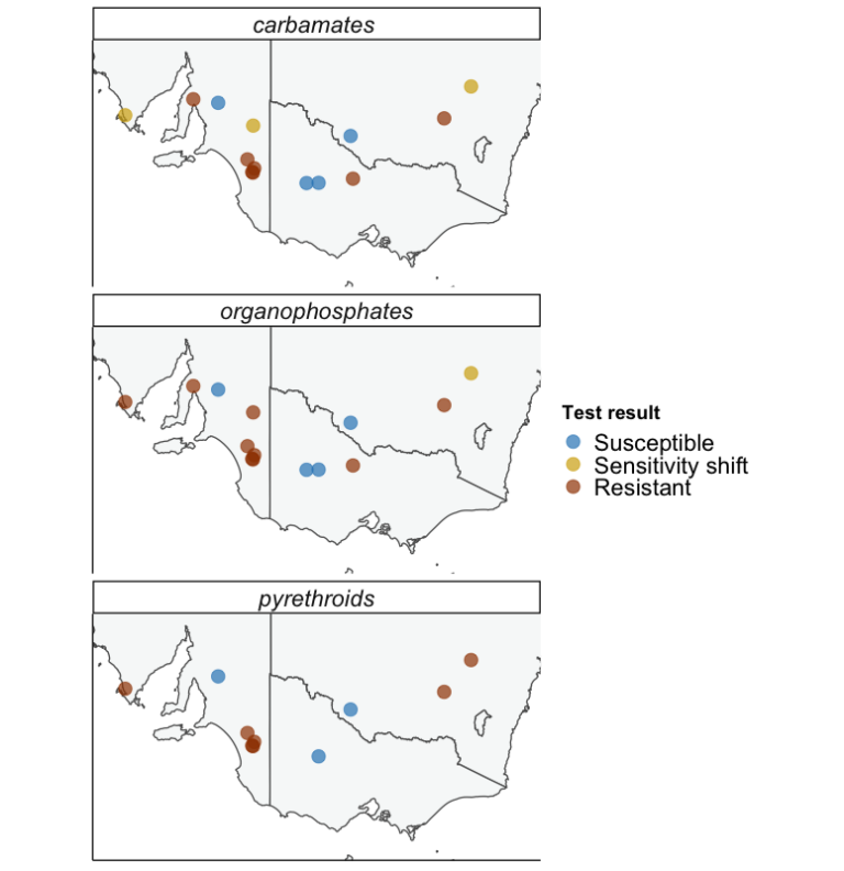 Insecticide resistance in bluegreen aphid spreads into new regions of ...