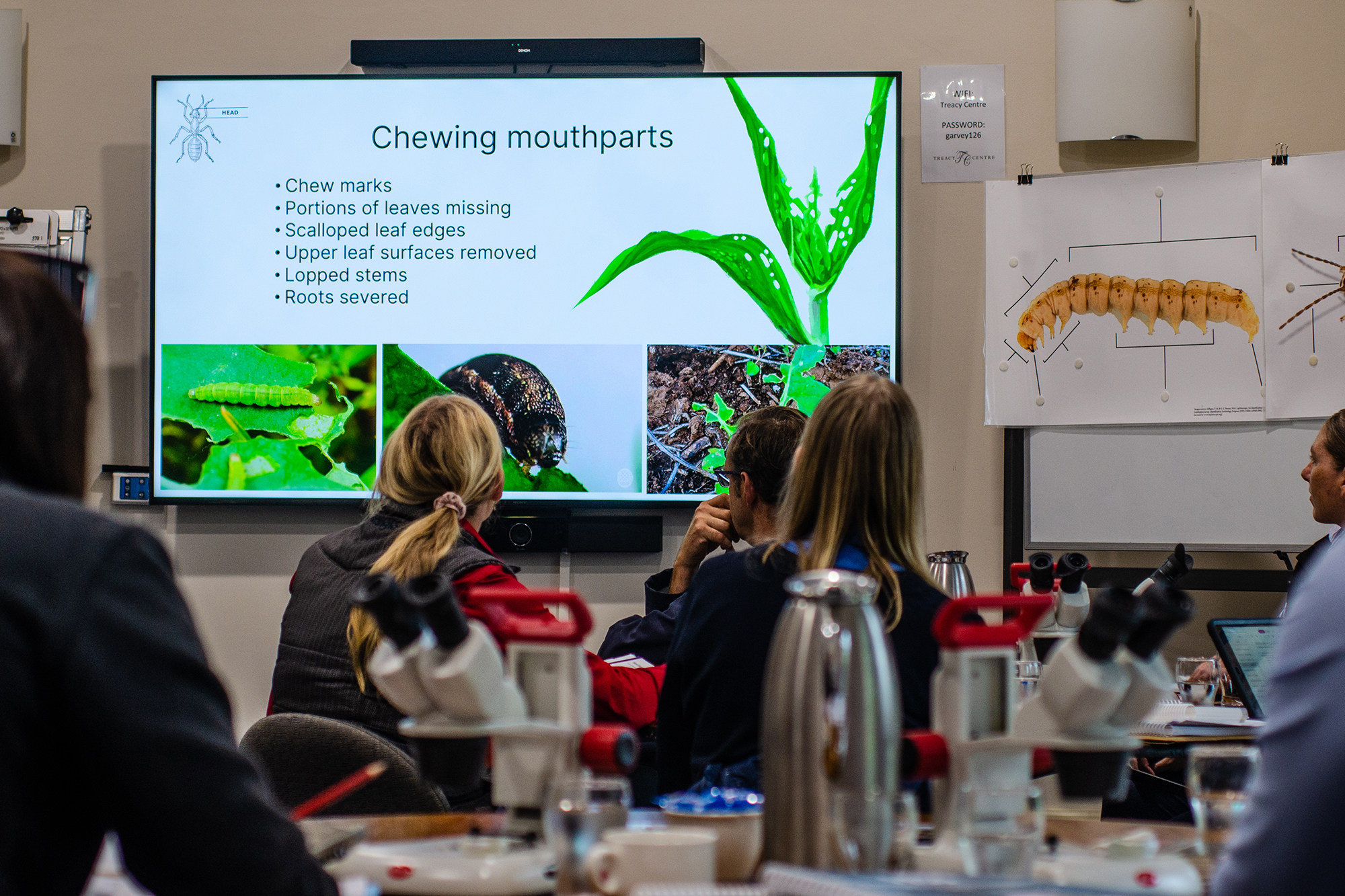 A snapshot of our insect identification workshops – Cesar Australia