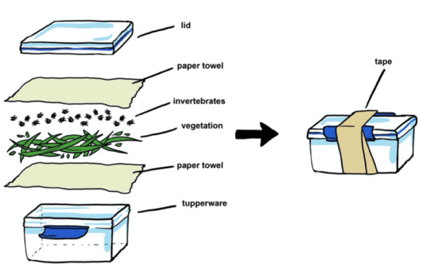 Collecting & sending invertebrate samples – Cesar Australia