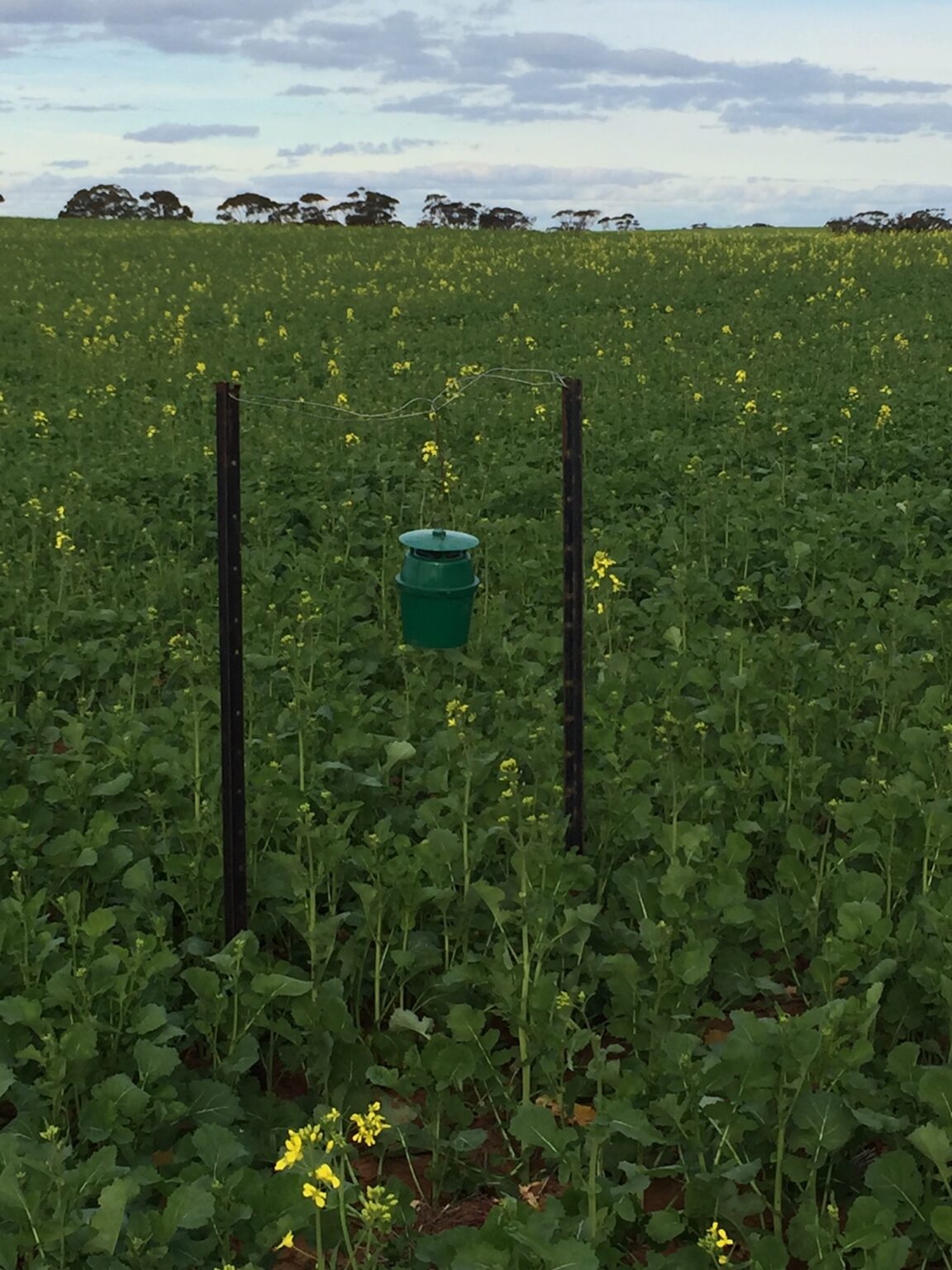 The ins and outs of native budworm moth trapping in winter grain crops ...