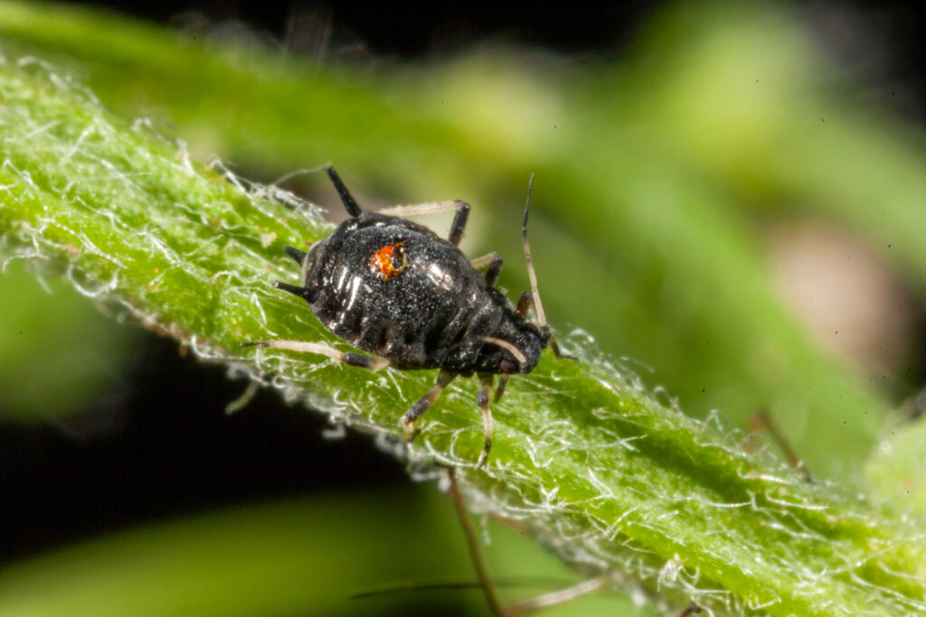 Predicting redlegged earth mite hatch dates – Cesar Australia