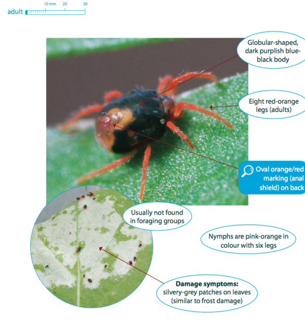 Mite Matters: Identifying and Managing Redlegged Earth Mites and Blue ...